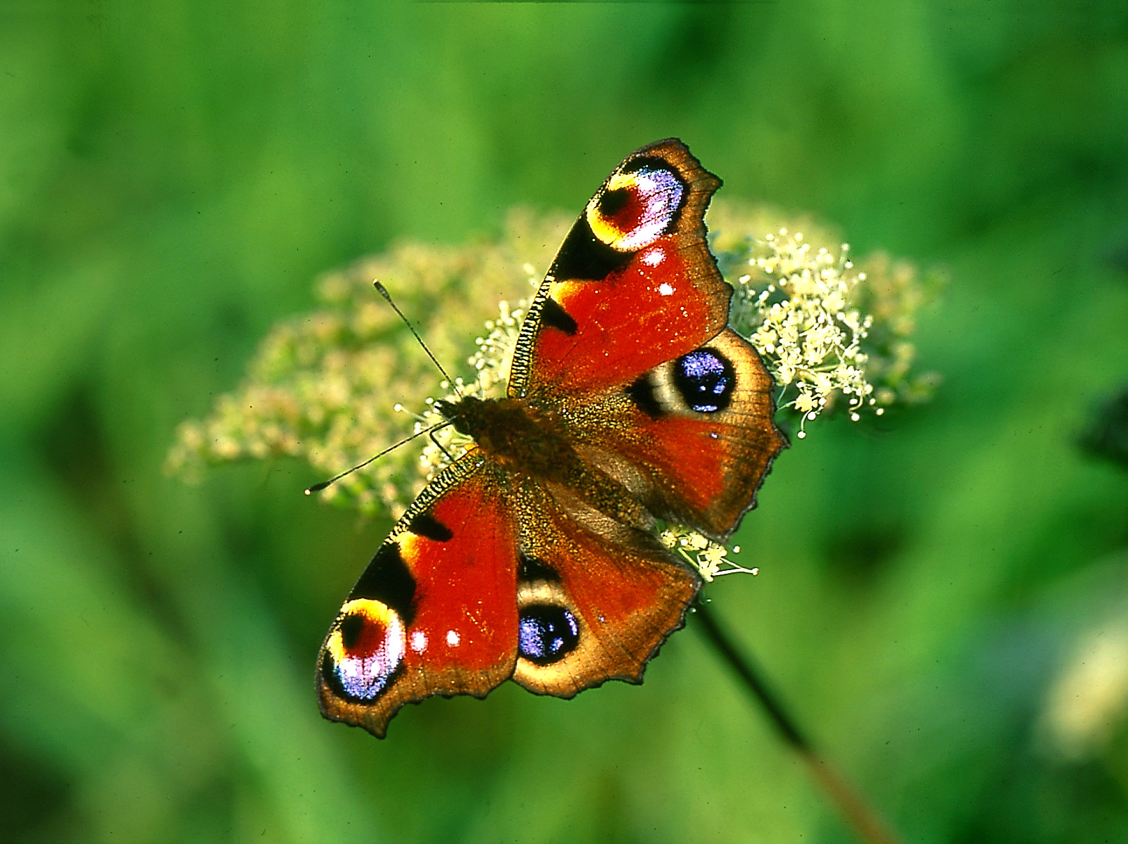 pfauenauge-I11 – Naturfotografie Uwe Haßler
